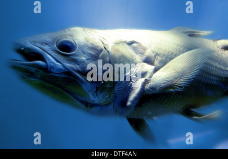 Preserved specimen of coelacanth (Latimeria chalumnae). Coelacanth is ...