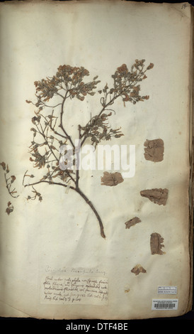 Jamaican dogwood (Piscidia piscipula Stock Photo - Alamy