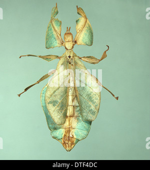 Leaf Insect (Phyllium sp) leaf mimic, New Britain, Papua New Guinea ...