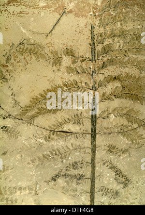 Archaeopteris hibernica, fossil plant Stock Photo - Alamy