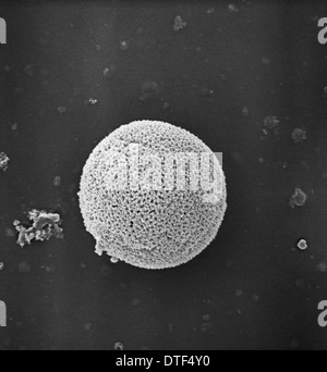 Scanning electron microscope image of pollen grains from Helianthus ...