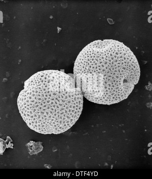 Fraxinus excelsior, Ash Stock Photo - Alamy