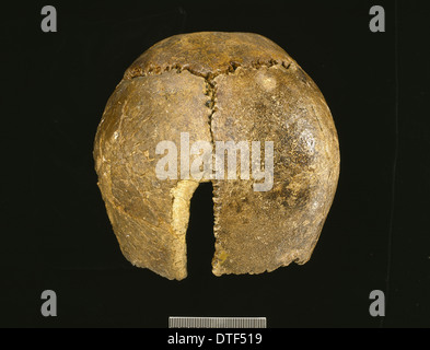 H. neanderthalensis (Neanderthal 1) & H. neanderthalensis (Swanscombe 1 ...