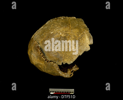 H. neanderthalensis (Neanderthal 1) & H. neanderthalensis (Swanscombe 1 ...