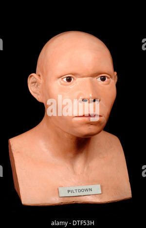 Piltdown Man (Model based on Piltdown 1 & 2 Stock Photo - Alamy