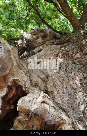 The bark of an Oak tree, Quercus sp- texture or background Stock Photo ...