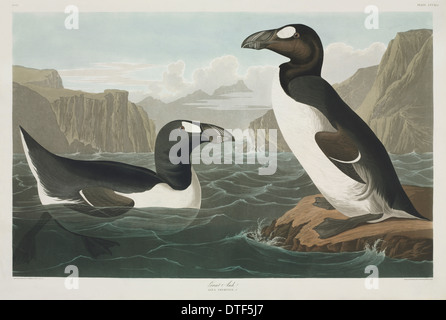 Great auk, Pinguinus impennis, illustration from book dated 1904 Stock ...