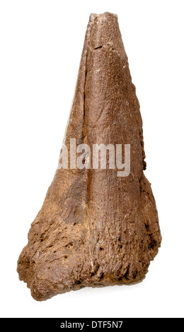 Iguanodon thumb spike Stock Photo - Alamy