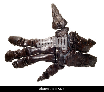 Iguanodon thumb spike Stock Photo - Alamy