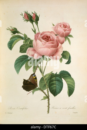 Rosa centifolia cabbage rose Stock Photo - Alamy