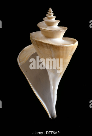 Japanese wonder shell (Thatcheria mirabilis Stock Photo - Alamy