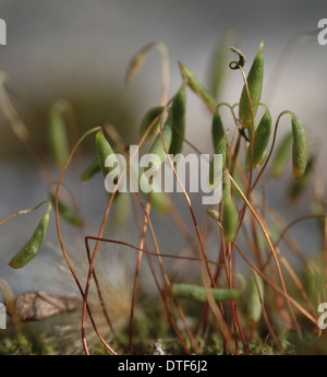 Moss - Bryum Capillare Stock Photo - Alamy