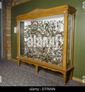Hummingbird display case in The Natural History Museum, London Stock ...