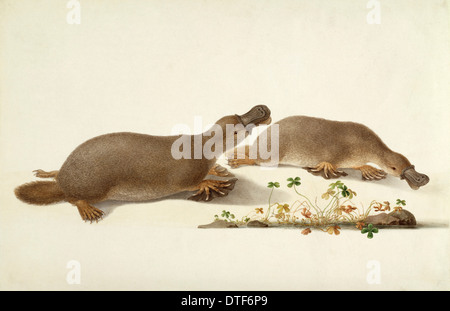 Ornithorhynchus anatinus, duck-billed platypus Stock Photo - Alamy