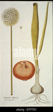 Onion (Allium cepa). Botanical illustration from the Botany Library ...
