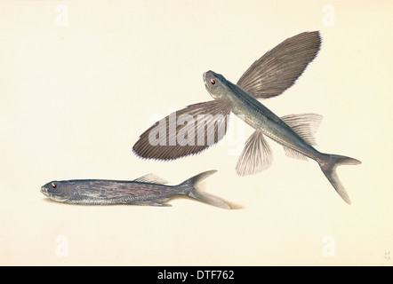 Cheilopogon sp., flyingfish Stock Photo - Alamy