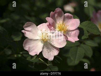 Rosa canina; dog rose flowering in Constance Stock Photo - Alamy