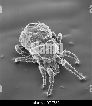 red mite of poultry, poultry red mite, red chicken mite, chicken mite ...