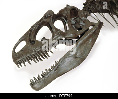 Allosaurus at the Dinosaur Exhibit Museum of Natural History NYC Stock ...