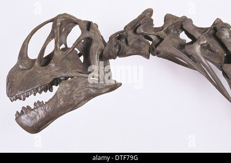 Fossil Sauropod Skull (Dinosaur), Camarasaurus, Late Jurassic, Dinosaur ...