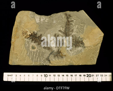 Fossil fern. Fossilised frond (leaf) of an unidentified fern from the ...