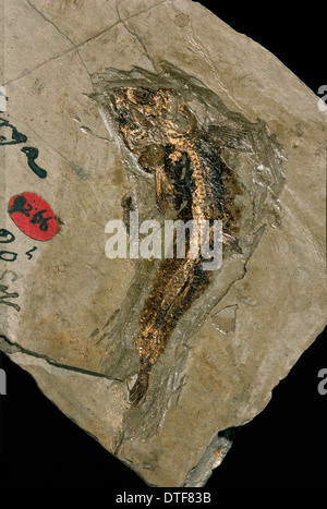 Fossil fish. Fossilised specimen of the bony fish Lates gracilis from ...