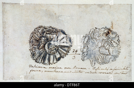 Drawing labelled Sponge Stock Photo - Alamy