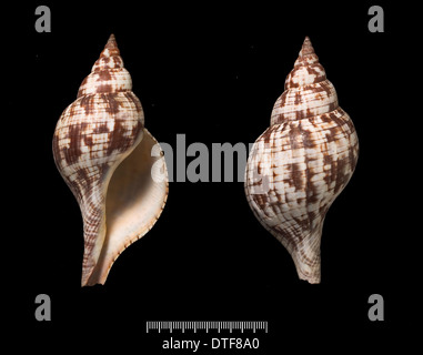 True tulip shell (Fasciolaria tulipa) on the beach at Crooked Island ...