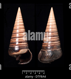Telescope Shell (Creeper) Telescopium telescopium, A Mud Whelk From the ...