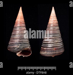 Telescope Shell (Creeper) Telescopium telescopium, A Mud Whelk From the ...