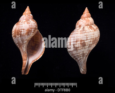 True tulip shell (Fasciolaria tulipa) on the beach at Crooked Island ...