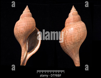 True tulip shell (Fasciolaria tulipa) on the beach at Crooked Island ...