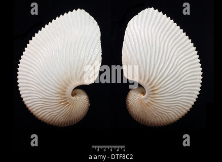 winged argonaut, brown paper nautilus (Argonauta hians), shell Stock ...