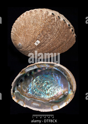 Green Abalone (Haliotis fulgens) shell interior from Baja California ...