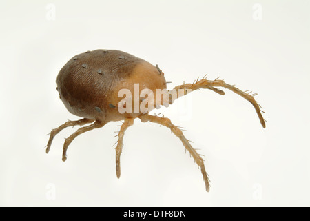 Bryobia praetiosa, clover mite Stock Photo - Alamy