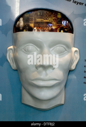 Homo sapiens brain Stock Photo - Alamy