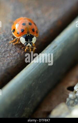 Friedrichshafen, Germany. 17th Feb, 2014. An Asian ladybug crawls on ...