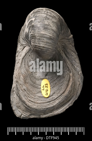 Devil's Toenail Fossil Gryphaea Stock Photo - Alamy