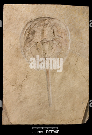 Fossil specimen of a horseshoe crab (Mesolimulus walchi ...