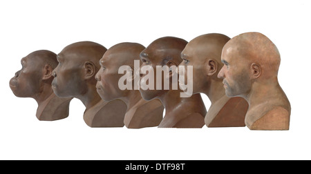 Homo Erectus. Model reconstruction of the head of Homo Erectus, Natural ...