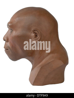 Peking Man Homo erectus pekinensis is an example of Homo erectus found ...