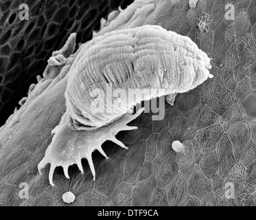 Scanning electron micrograph (SEM) of Aquatic nymph stage of the mayfly ...