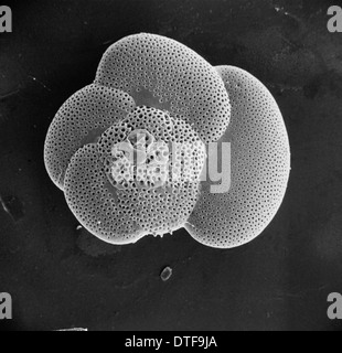 Globorotalia scitula, foraminifera fossil Stock Photo - Alamy