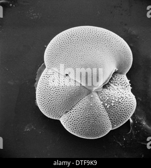 Globorotalia scitula, foraminifera fossil Stock Photo - Alamy