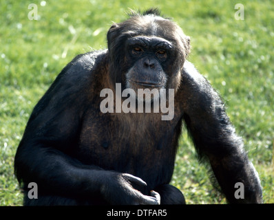 Common (hominidae) chimpanzee (Pan troglodytes), sitting, grass, apes ...