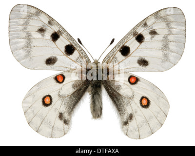 Apollo (Parnassius apollo) Insecta Stock Photo - Alamy