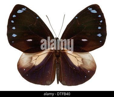 The Blue-banded Butterfly or Blue-banded King Crow Butterfly, Euploea ...