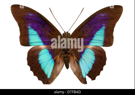 Shaded-blue leafwing (Prepona laertes) butterfly with its wings spread ...