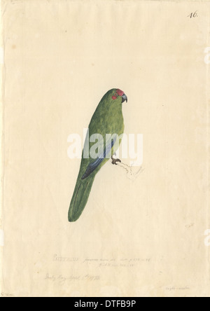 Cyanoramphus novaezelandiae, red-fronted parakeet Stock Photo - Alamy