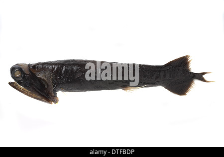 Malacosteus niger, stoplight loosejaw Stock Photo - Alamy